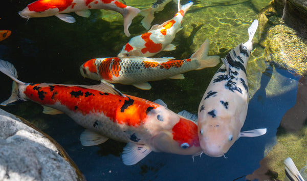 Kuro Koi – The Fish Food Warehouse